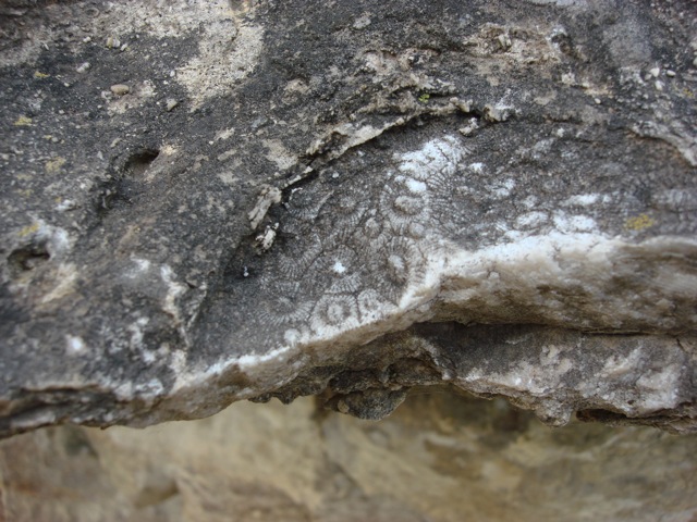 Devonian Fossil Gorge Coralville Reservoir Iowa Video – Resources For Life