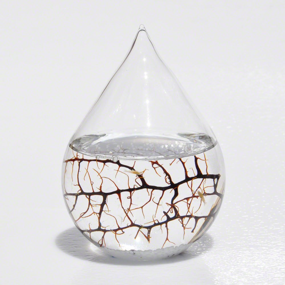 EcoSphere Self-Sustaining Tiny Ecosystem Enclosed in Glass – Resources ...