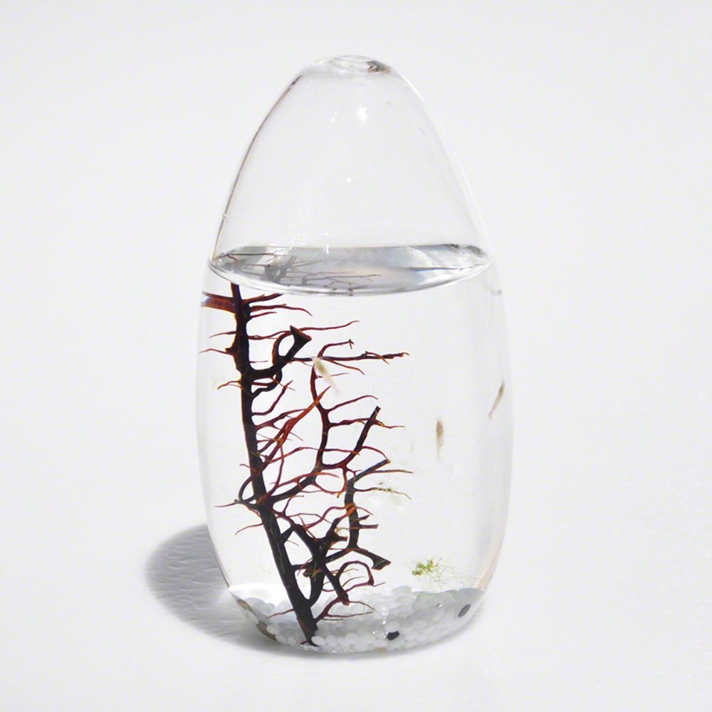 EcoSphere Self-Sustaining Tiny Ecosystem Enclosed in Glass – Resources ...