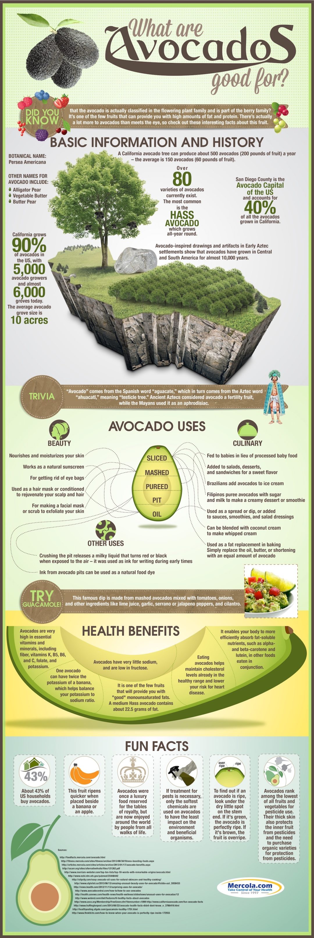 Avocado Health Benefits, Nutrition Information, History, Uses, and ...